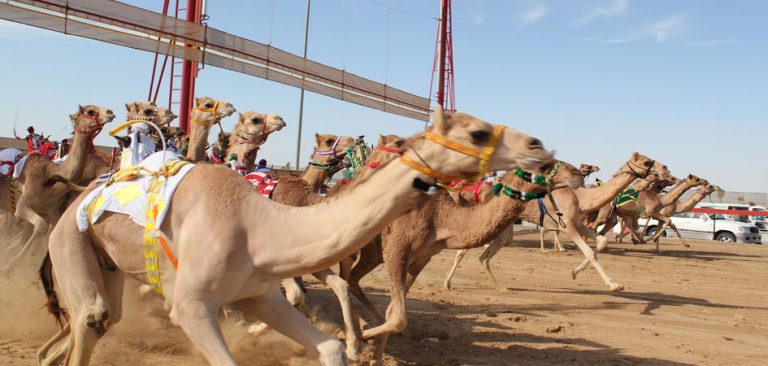 Camel Racing | The Richest Traditional Sport In Dubai