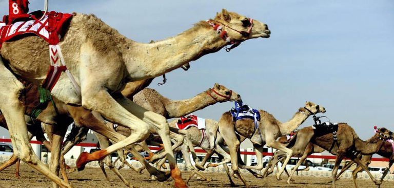 Camel Racing | The Richest Traditional Sport In Dubai