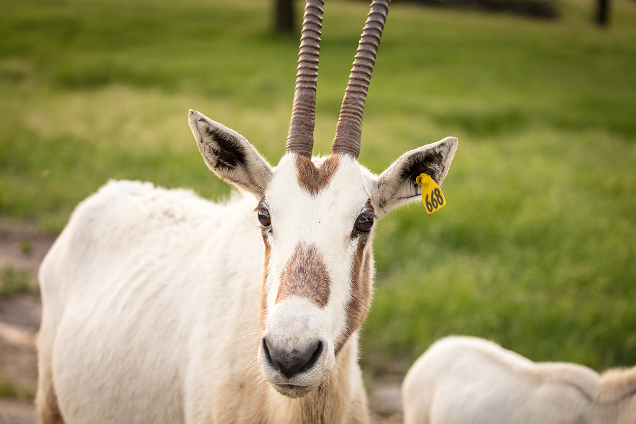 National Animal Of UAE | Arabian Oryx is The National Animal