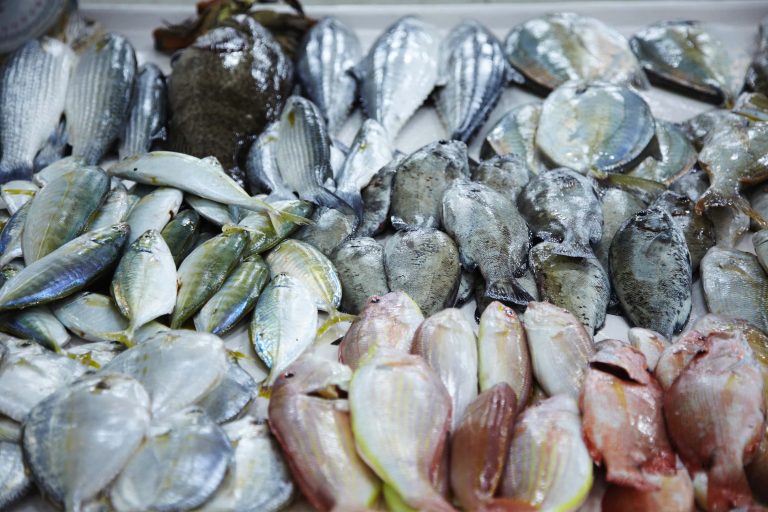 Fish Market Dubai | Deira Fish Market | Best Fishes In Dubai