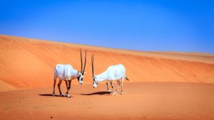 National Animal Of UAE | Arabian Oryx